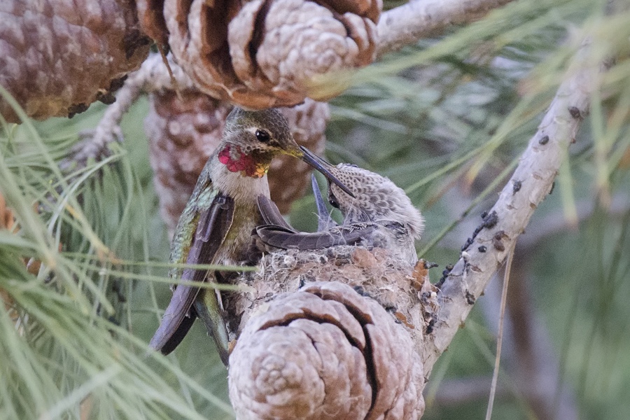 Hummingbirds finds meals in dead trees : The Cavity Conservation Initiative