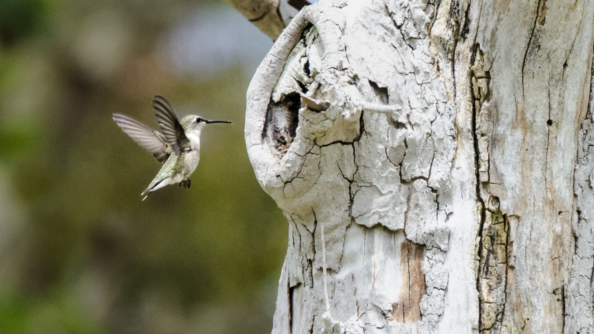 Hummingbirds finds meals in dead trees : The Cavity Conservation Initiative